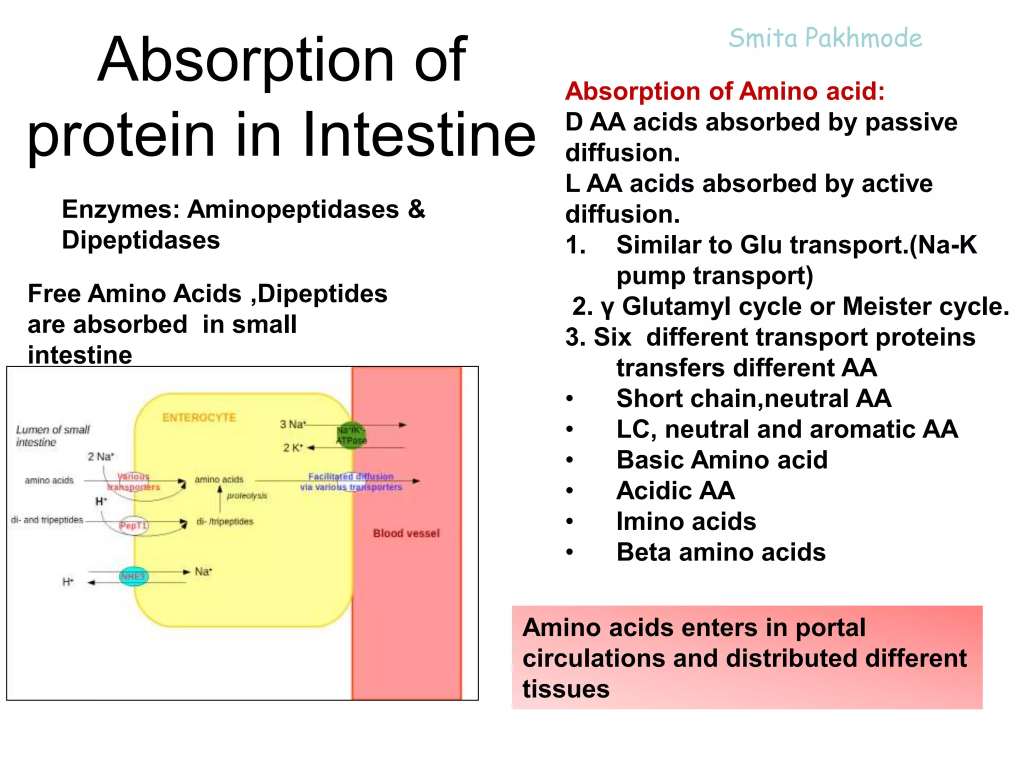 Protein & Amino Acid Metabolism | PPT