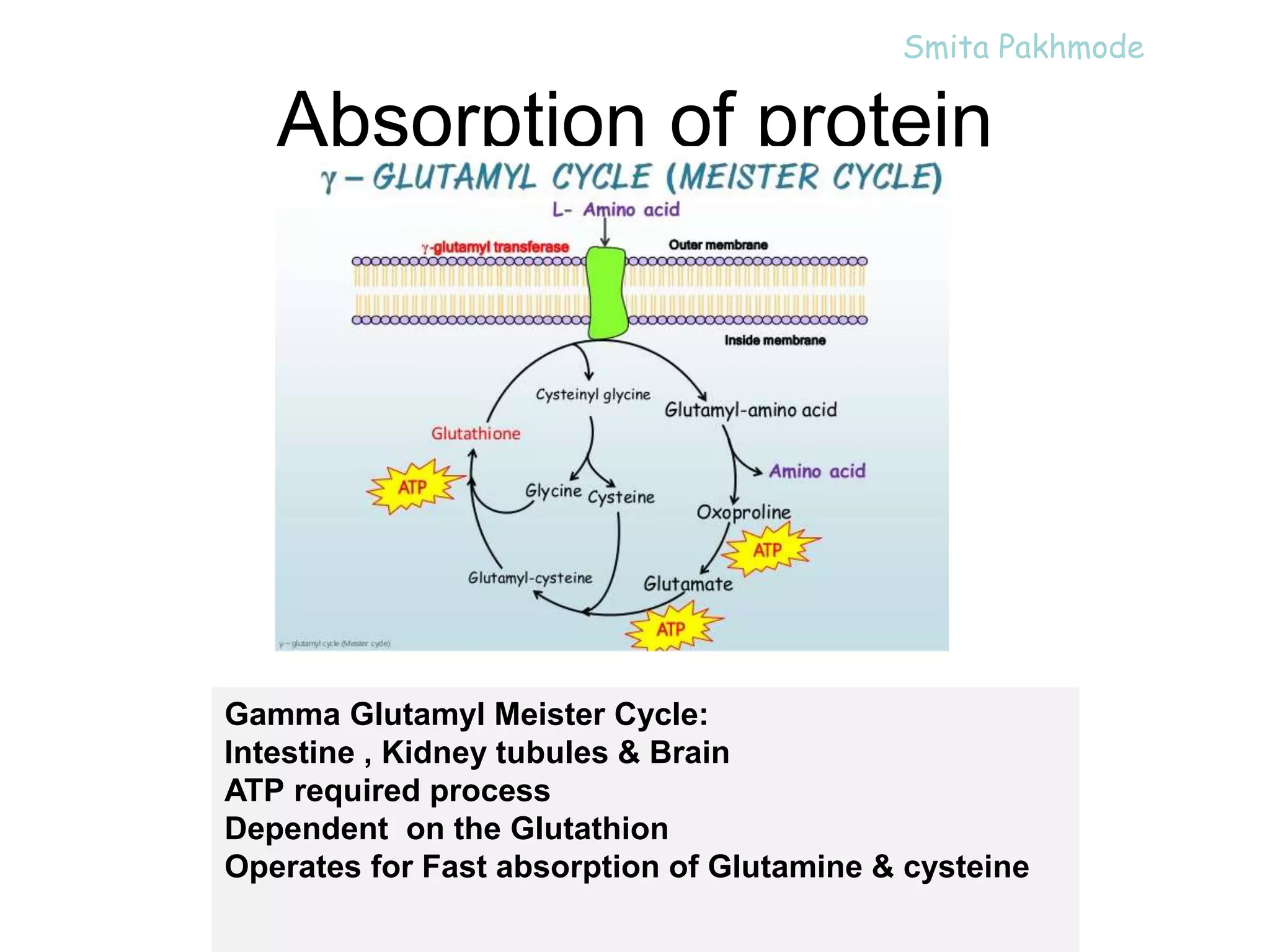 Protein & Amino Acid Metabolism | PPT