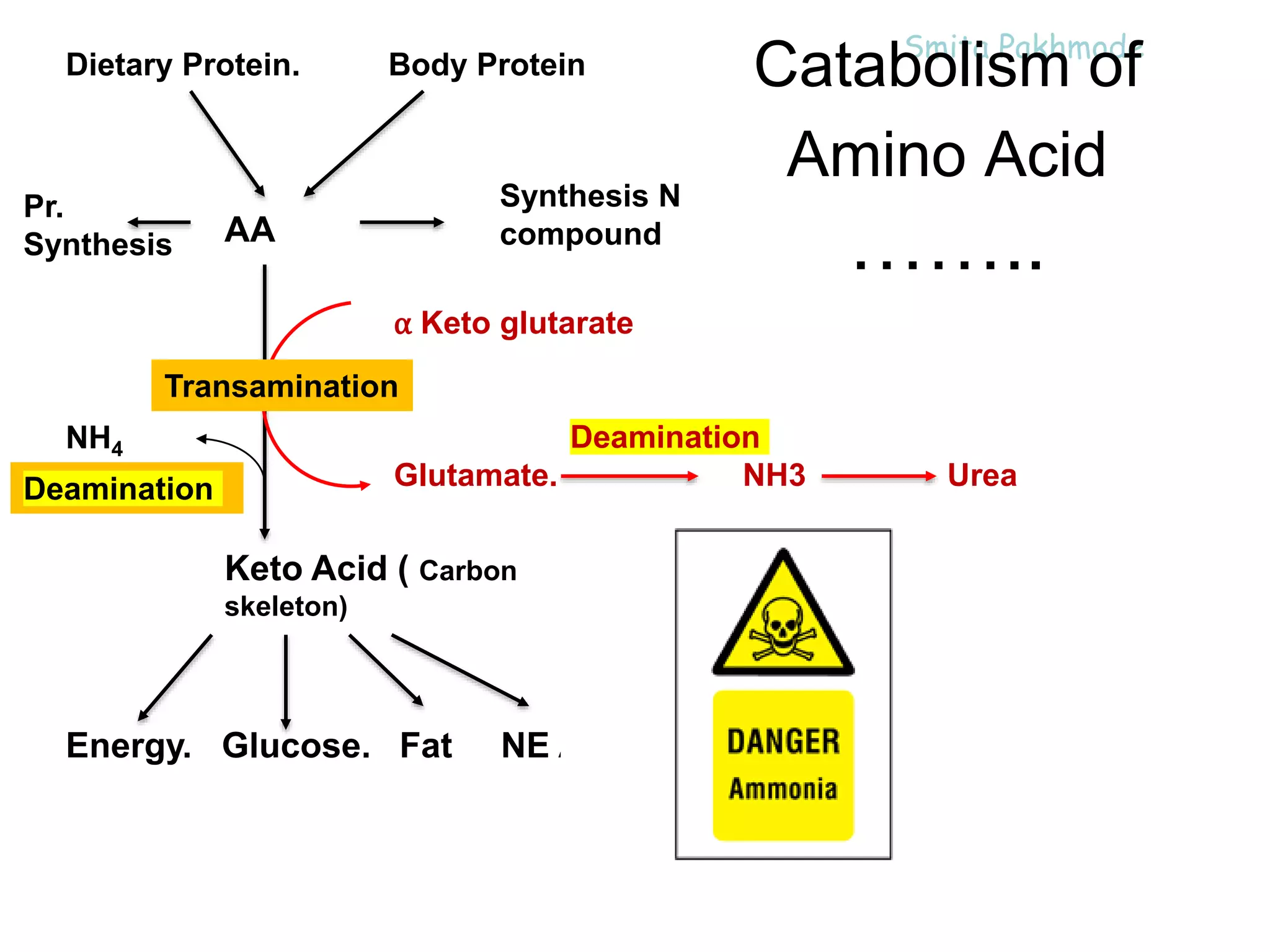 Protein & Amino Acid Metabolism | PPT