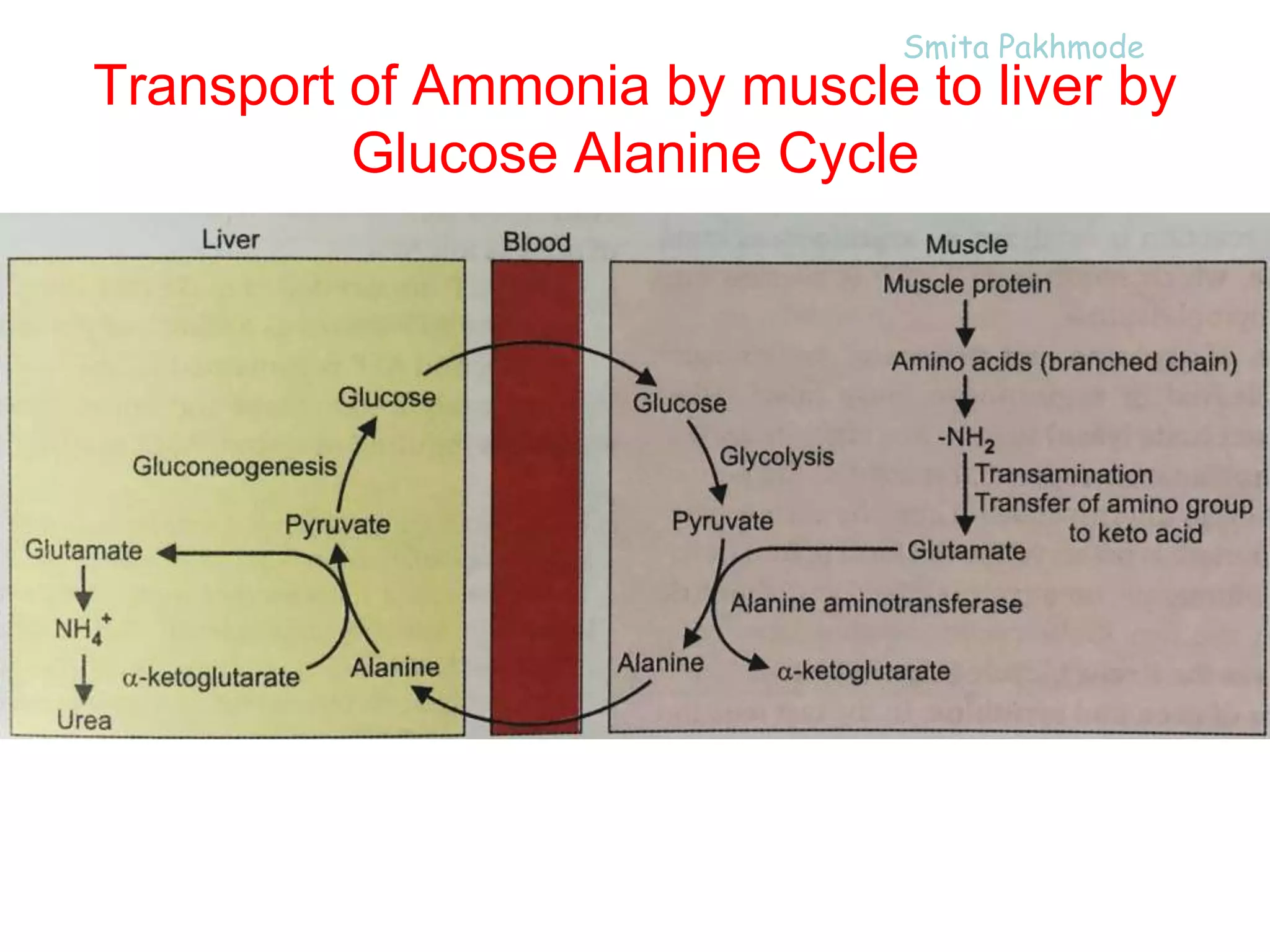 Protein & Amino Acid Metabolism | PPT