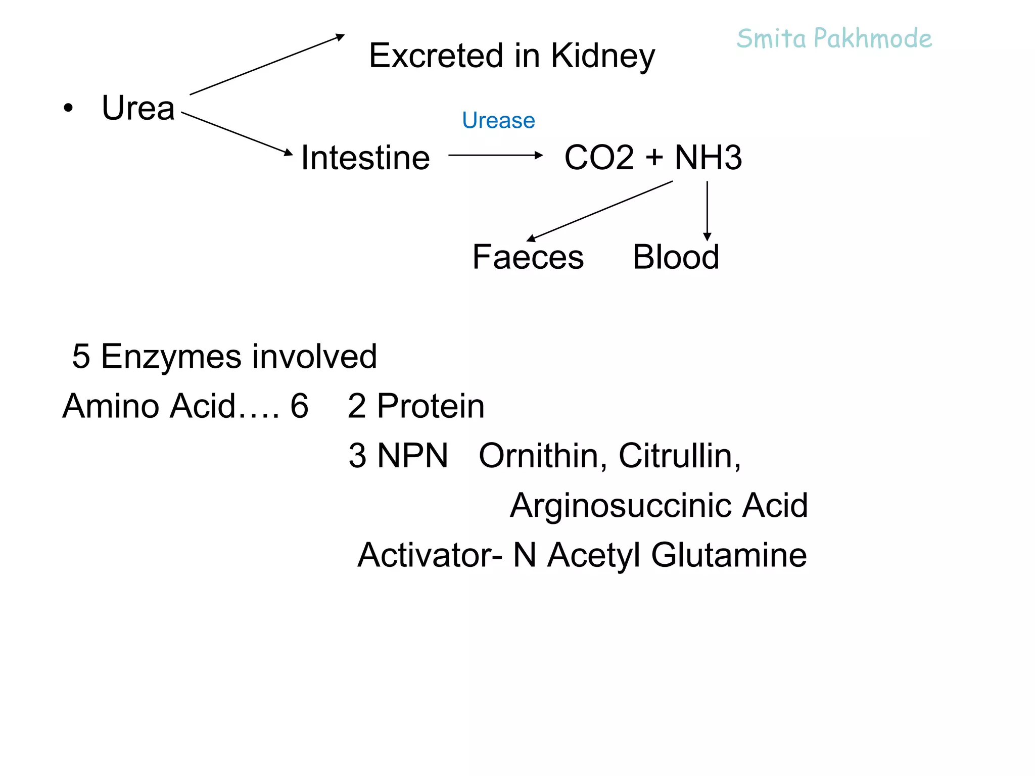 Protein & Amino Acid Metabolism | PPT