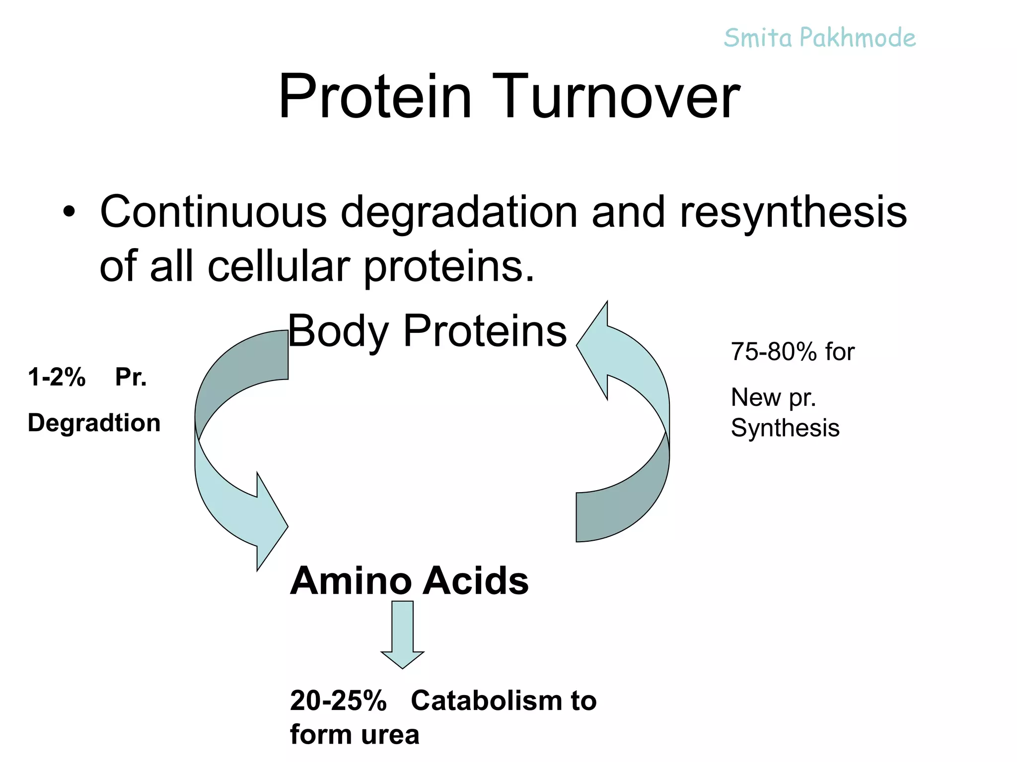 Protein & Amino Acid Metabolism | PPT