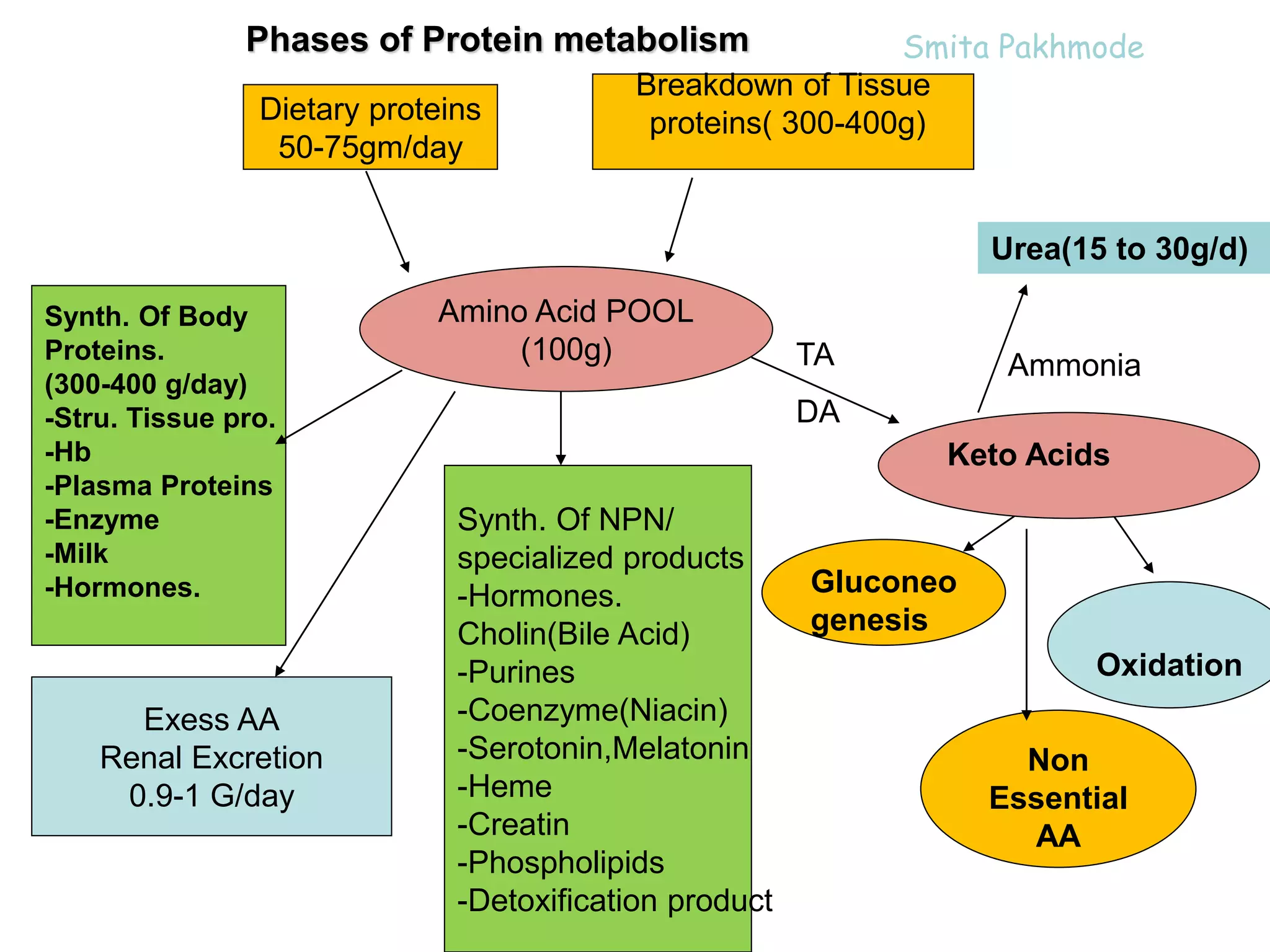 Protein & Amino Acid Metabolism | PPT