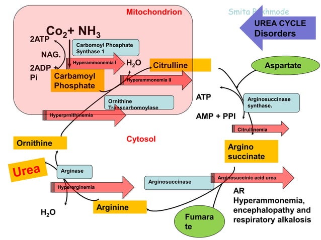 Protein & Amino Acid Metabolism | PPT | Digestive Disorders | Diseases ...