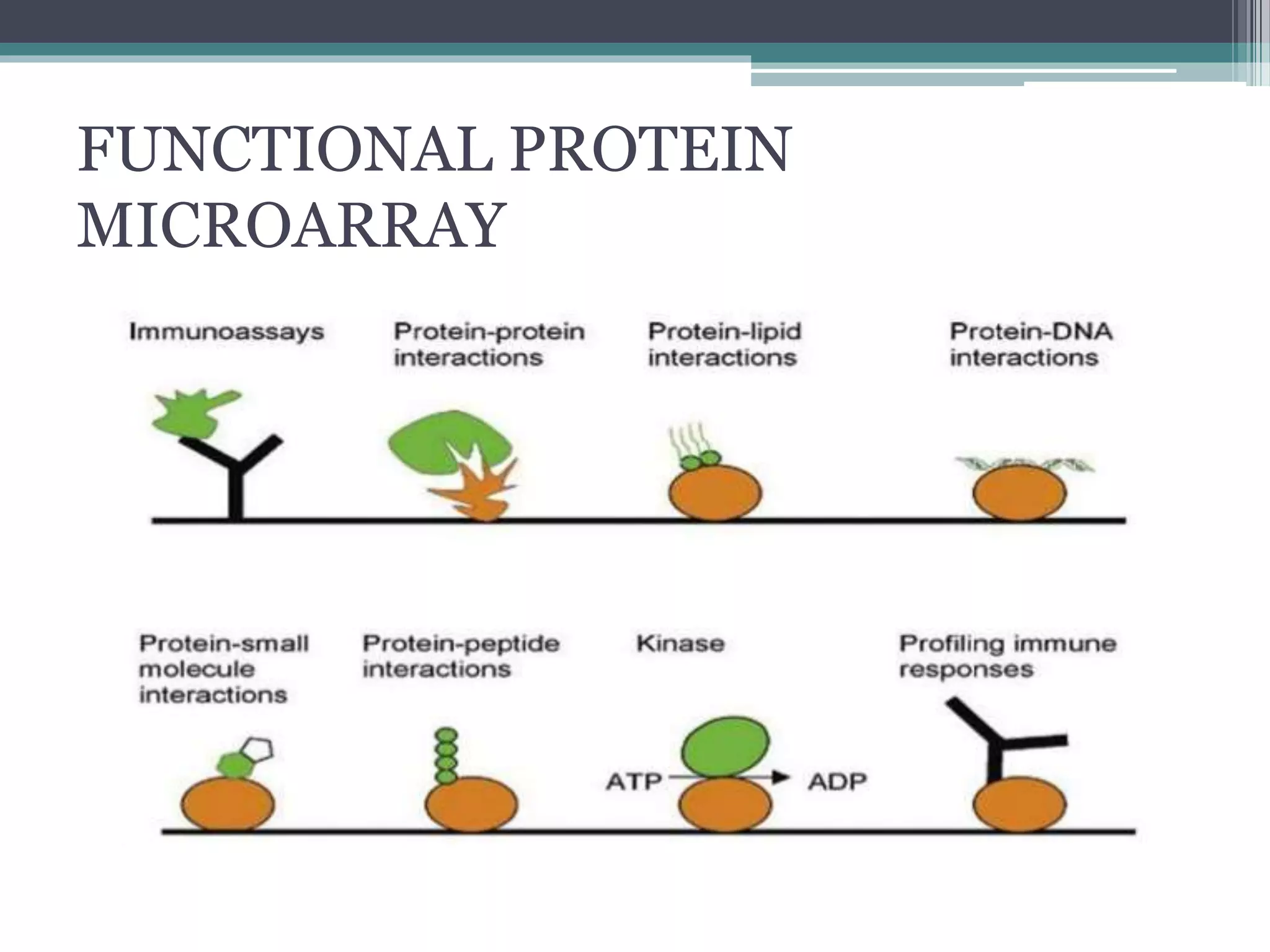 Protein micro array | PPTX