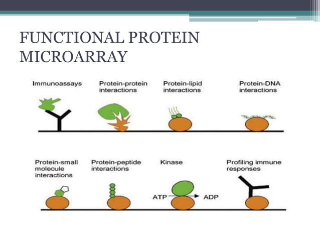 Protein micro array | PPTX