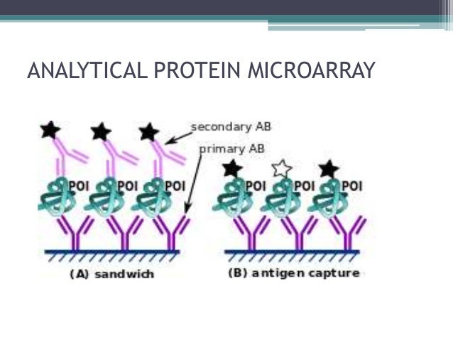 Protein micro array