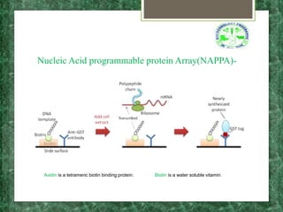protein microarray.pptx