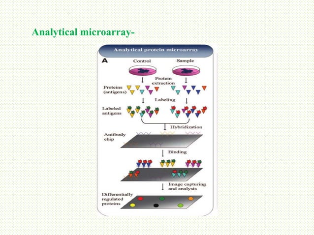 protein microarray-types and approaches.pptx