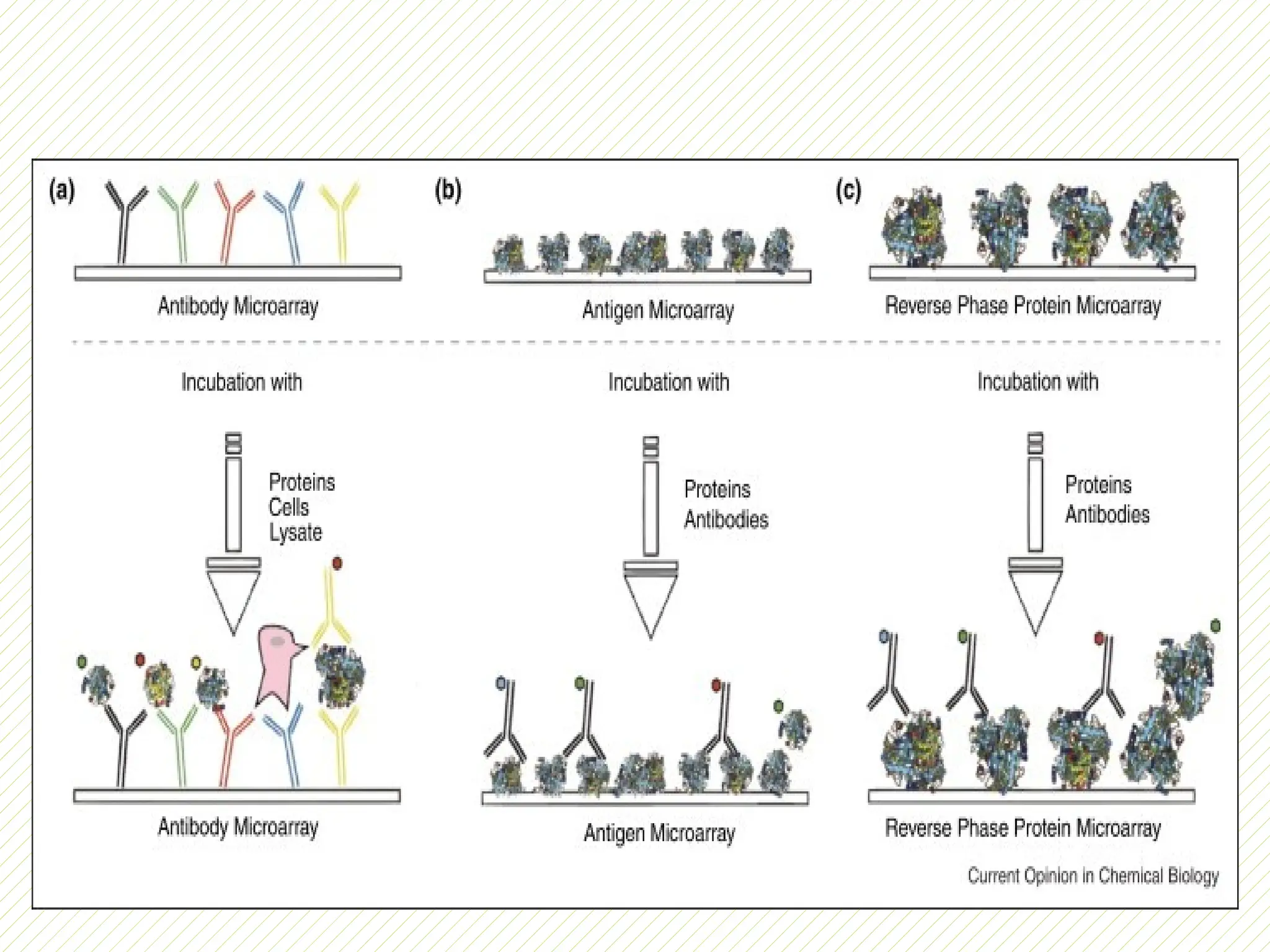 protein microarray matrix protein identification | PPT