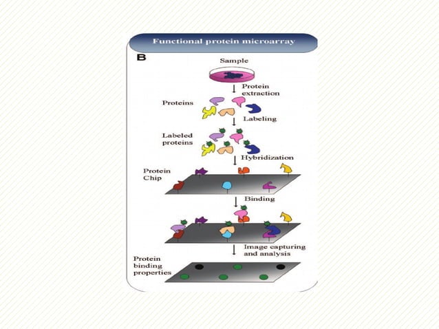 protein microarray matrix protein identification | PPT