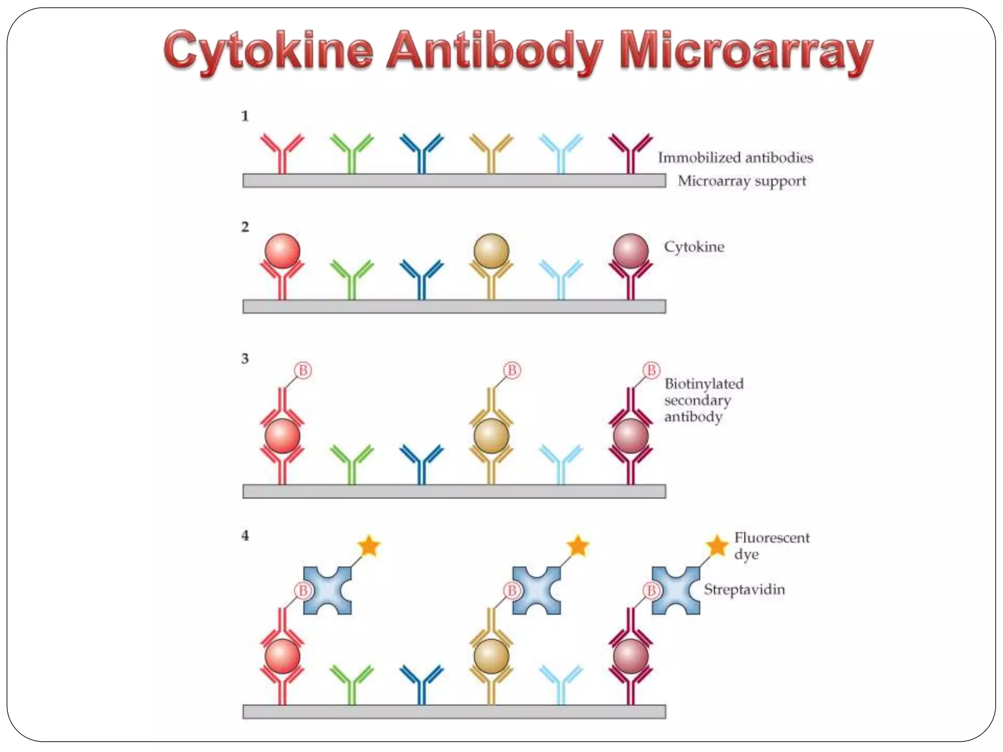 Protein Microarrays | PPTX