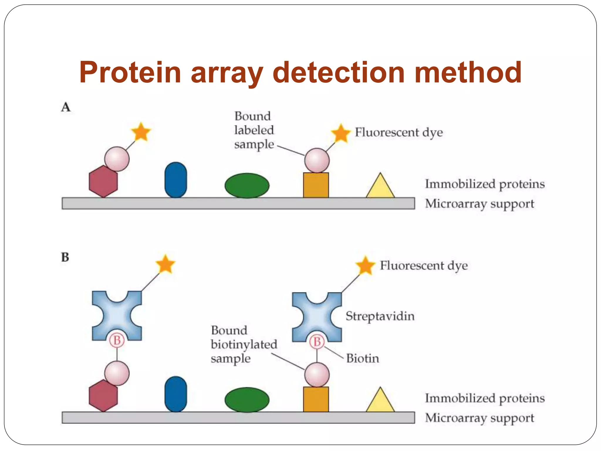 Protein Microarrays | PPTX