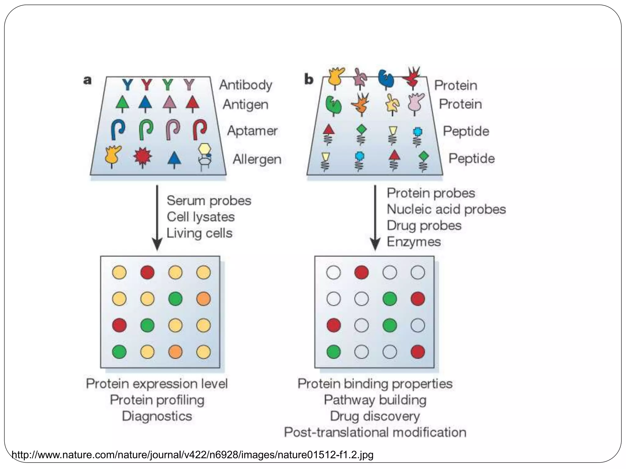 Protein Microarrays | PPTX