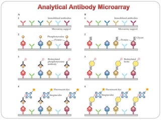 Protein Microarrays | PPTX
