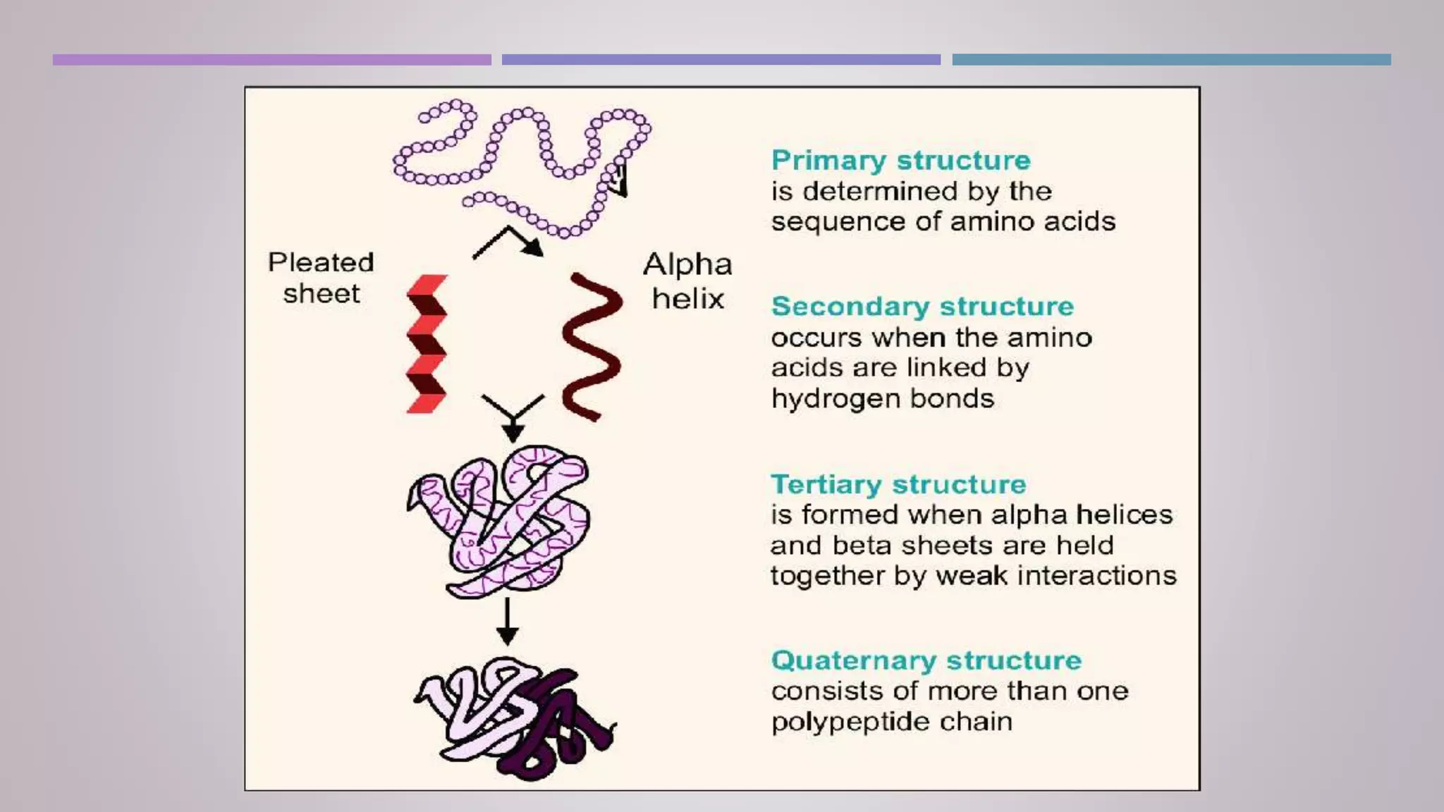 protein modeling.pptx