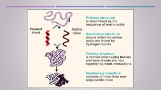 protein modeling.pptx