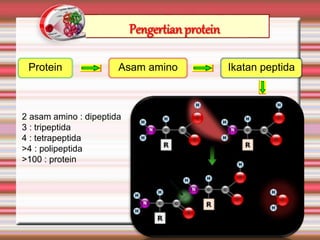 Protein | PPTX