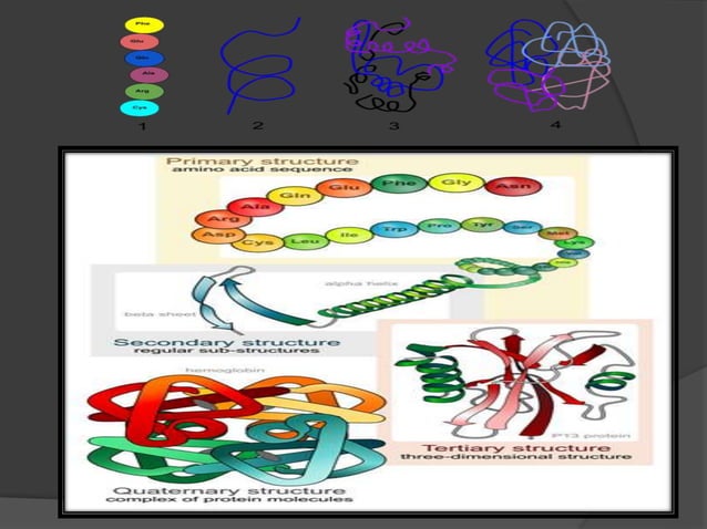 Proteins folding and denaturation | PPTX