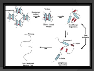 Proteins folding and denaturation | PPTX