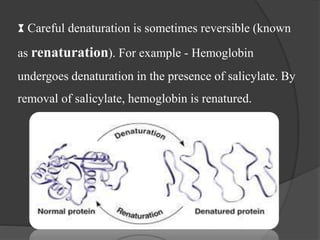 Proteins folding and denaturation | PPTX