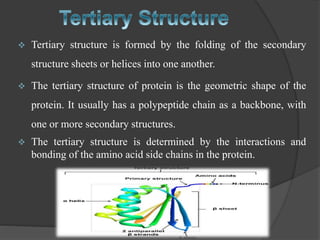 Proteins folding and denaturation | PPTX