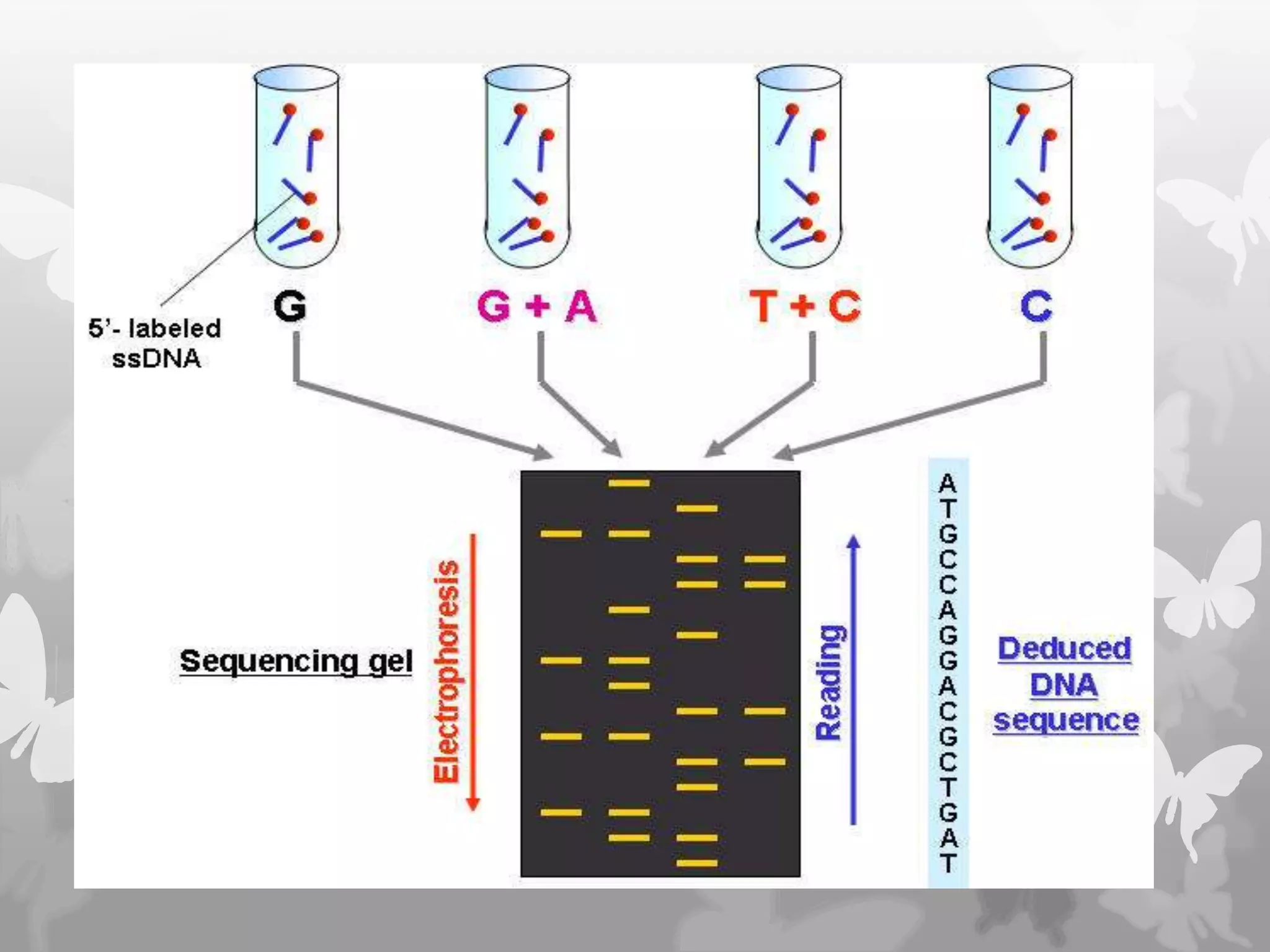 Protein and nucleic acid sequencing | PPT