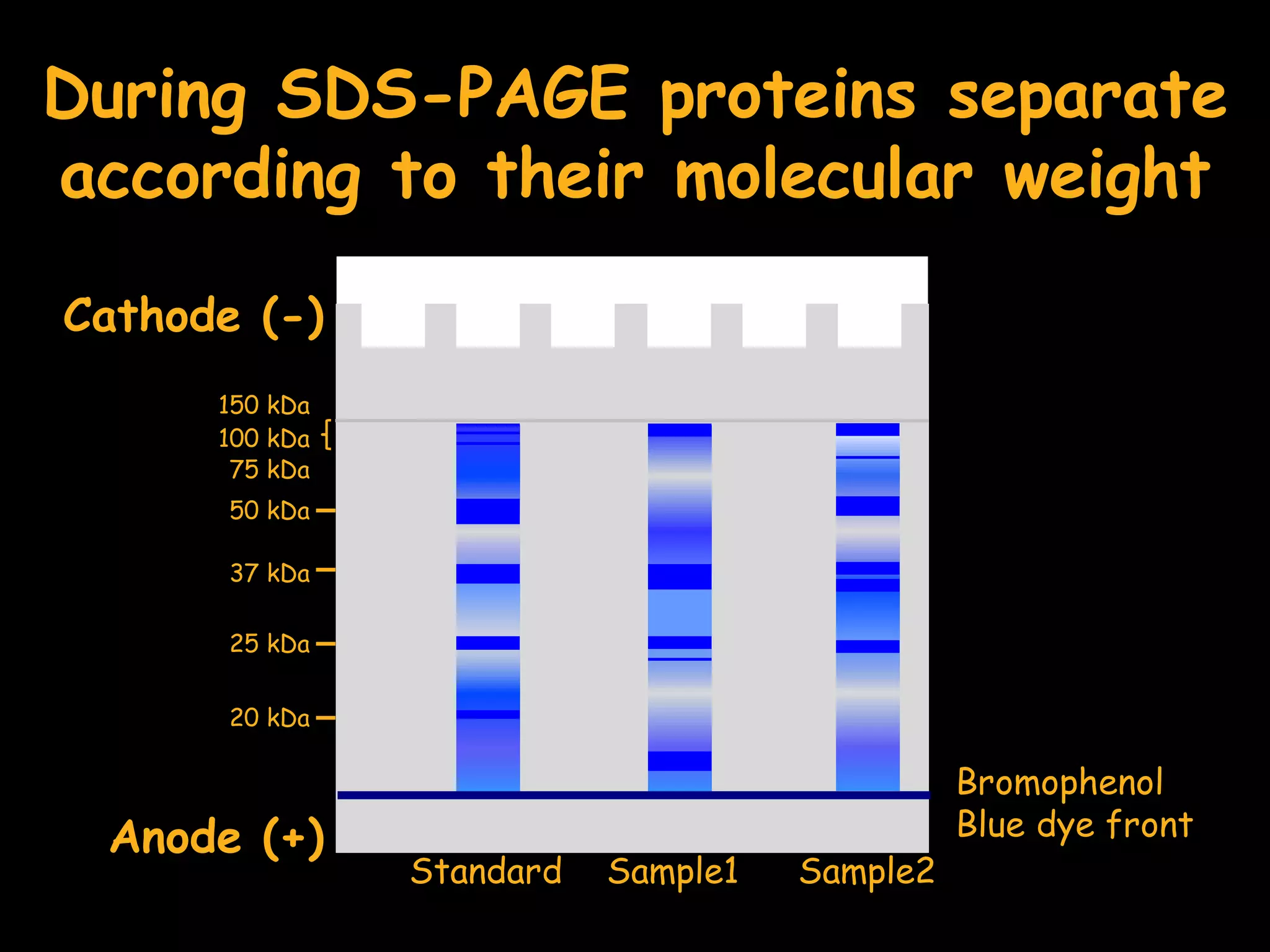 Proteinomics | PPT