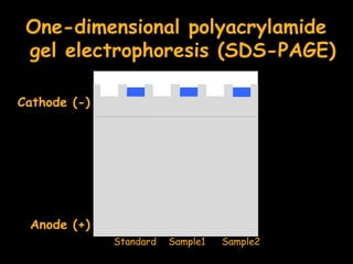 Proteinomics | PDF