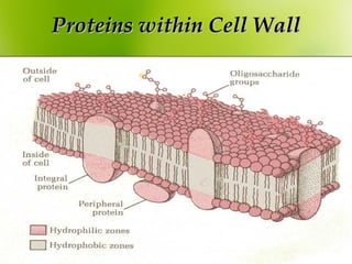 protein in human health and nutrition ppt | PPT