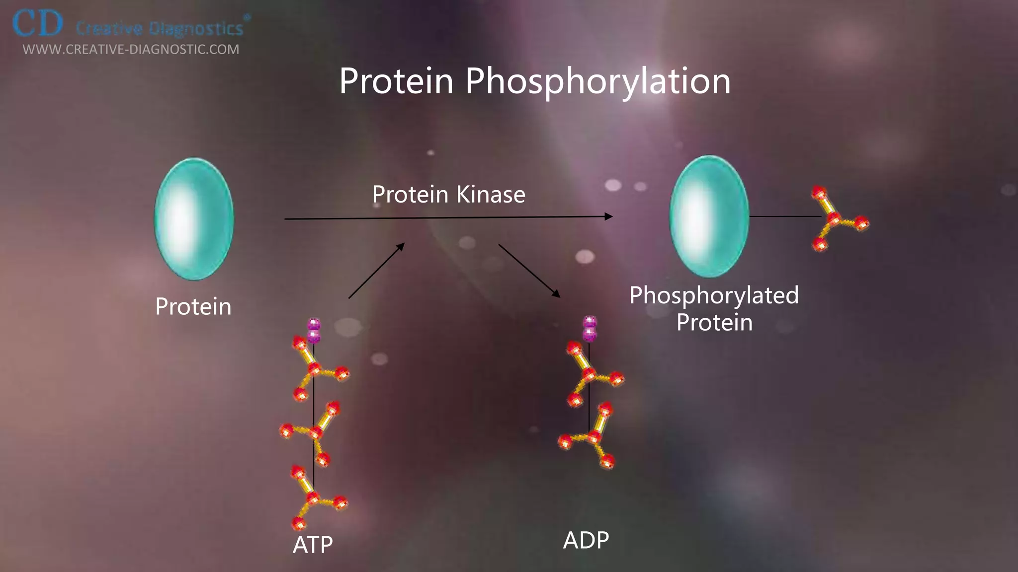 Protein Phosphorylation Creative Diagnostics Ppt