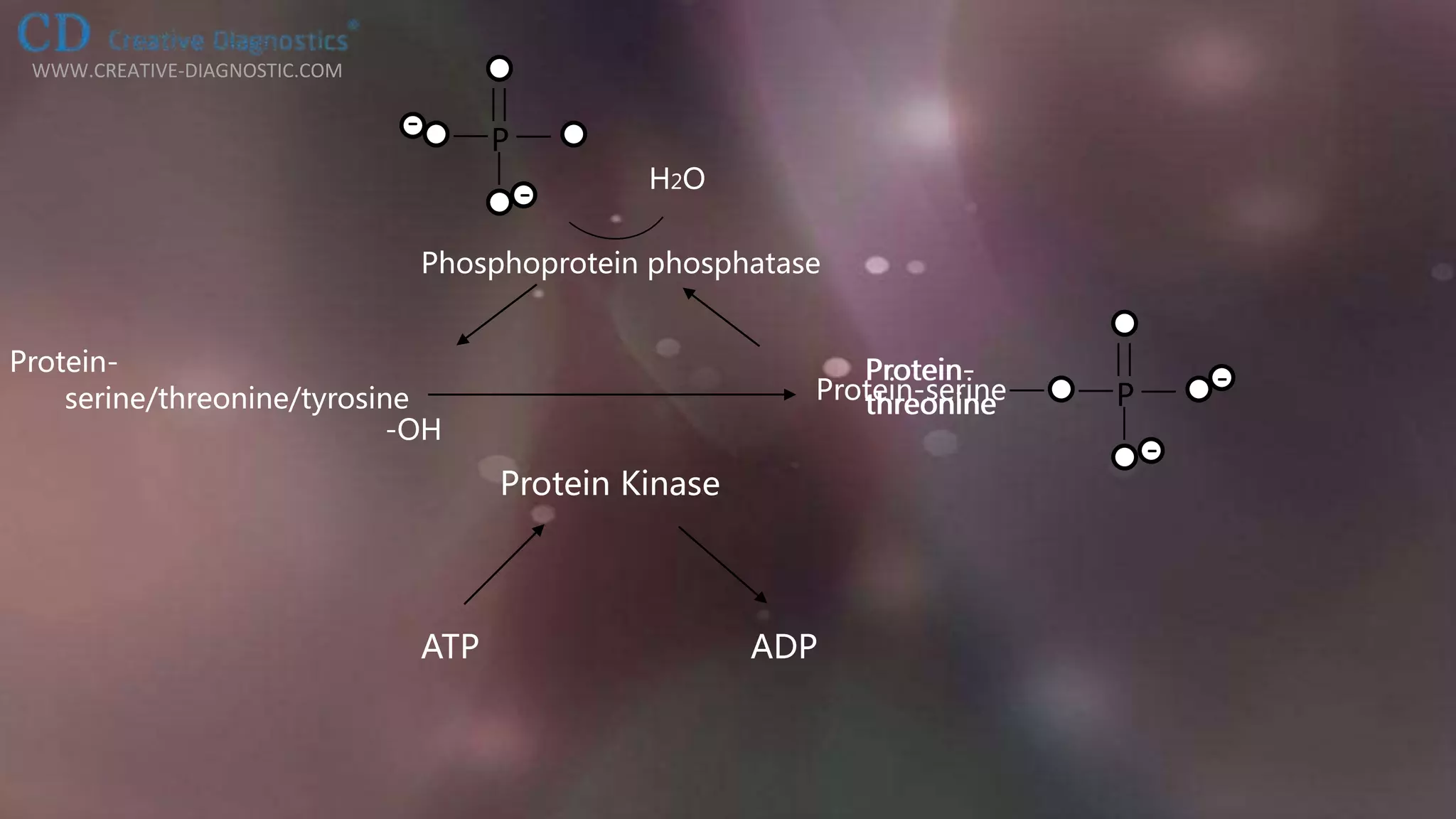 Protein Phosphorylation Creative Diagnostics Ppt
