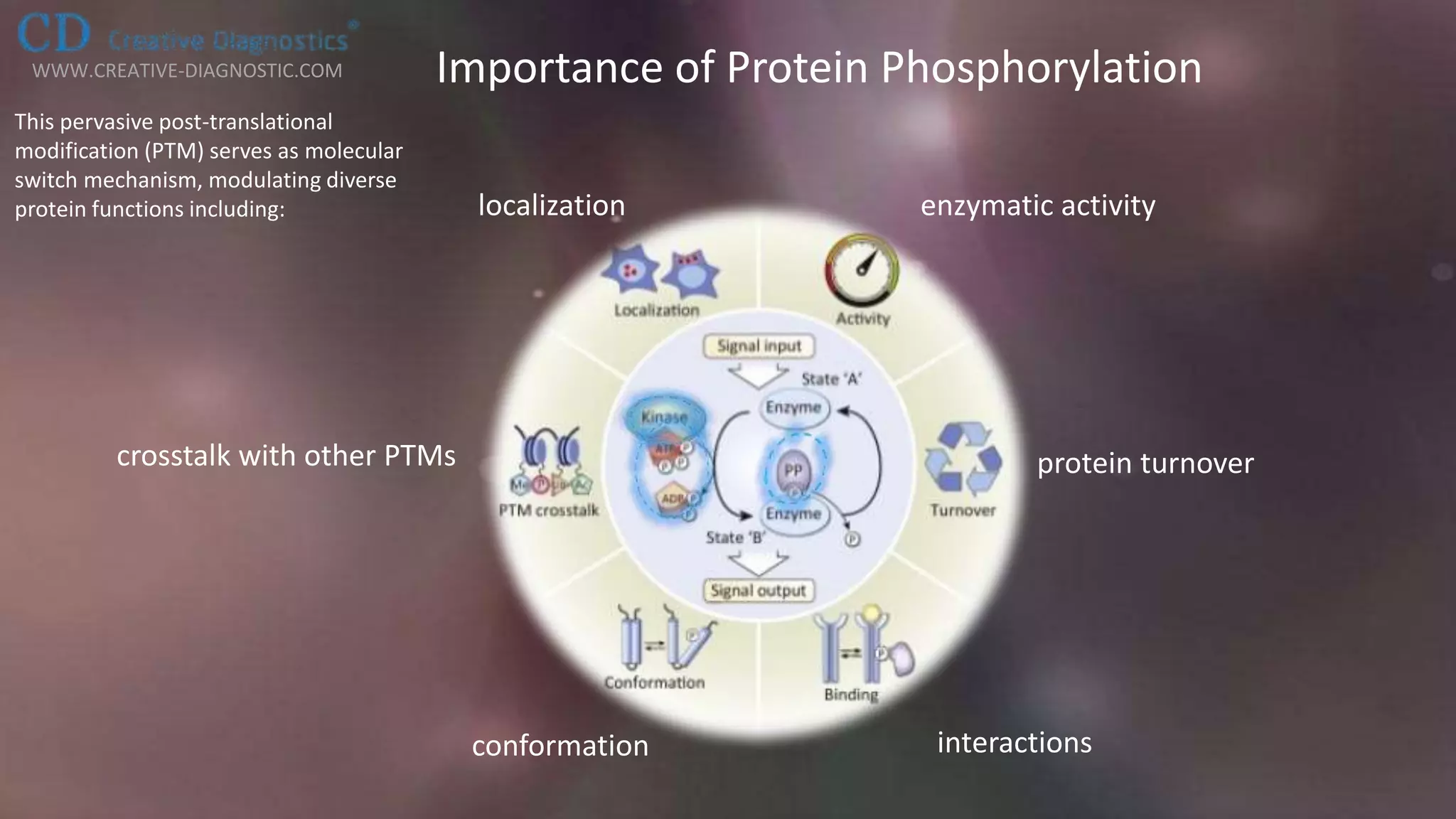 Protein phosphorylation-Creative Diagnostics | PPT