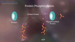 Protein phosphorylation-Creative Diagnostics | PPT