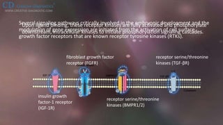 Protein phosphorylation-Creative Diagnostics | PPT