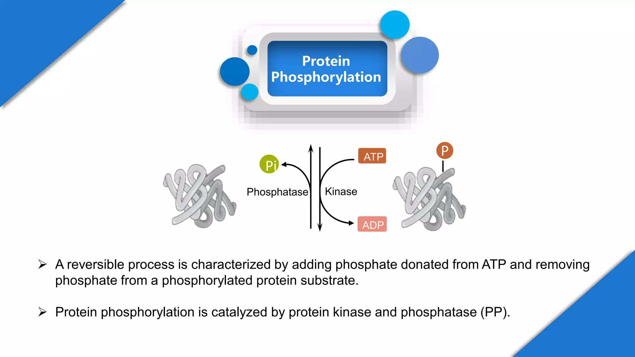 Protein Phosphorylation Analysis by Mass Spectrometry | PPTX