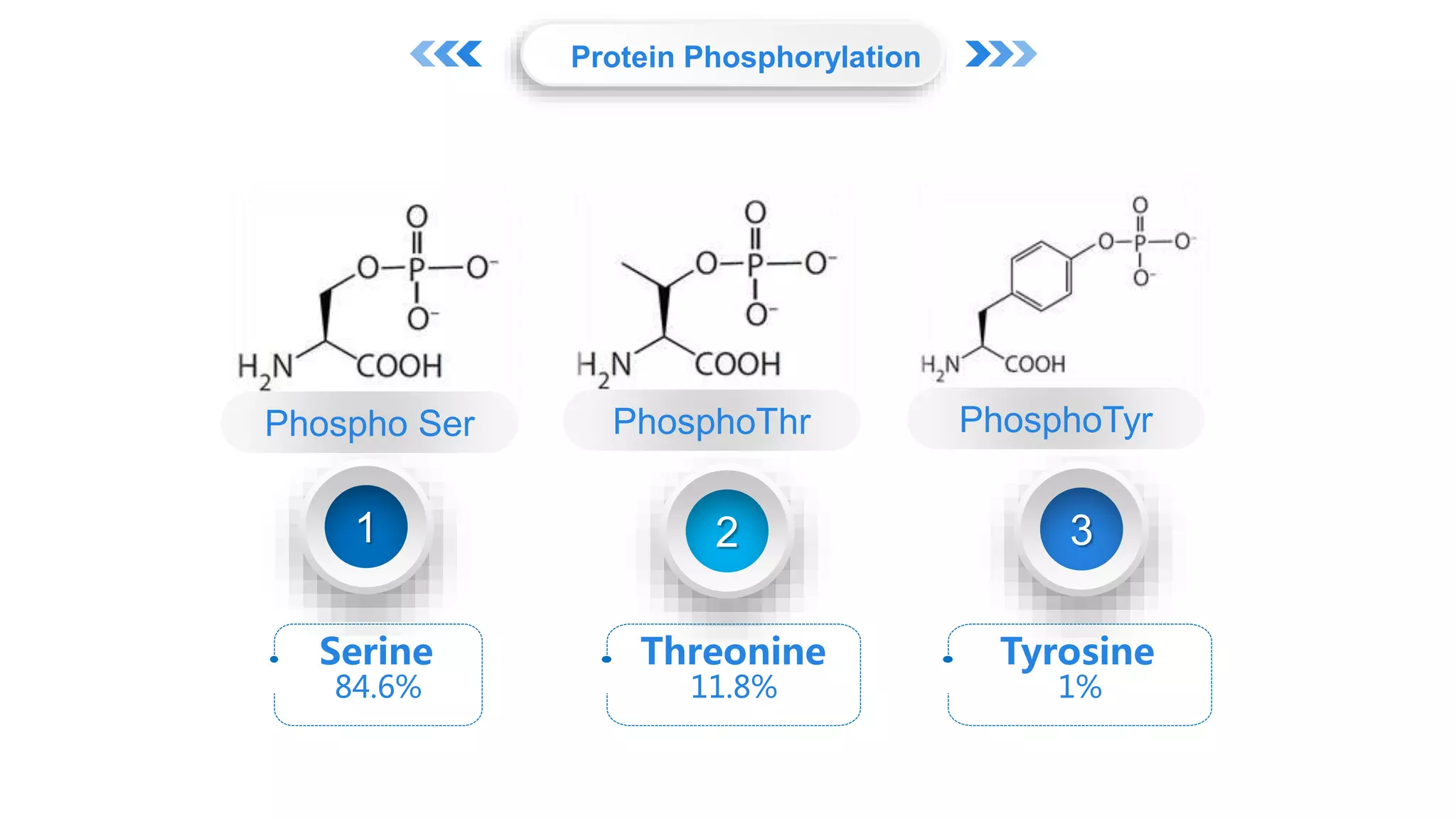 Protein Phosphorylation Analysis by Mass Spectrometry | PPTX
