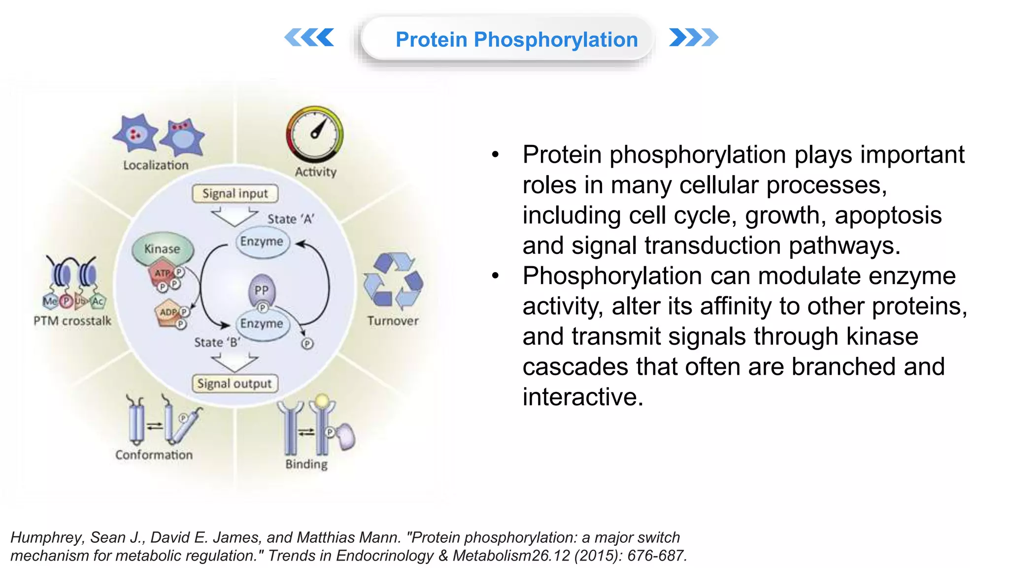 Protein Phosphorylation Analysis by Mass Spectrometry | PPTX