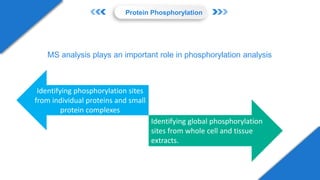 Protein Phosphorylation Analysis by Mass Spectrometry | PPTX
