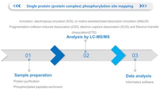 Protein Phosphorylation Analysis by Mass Spectrometry | PPTX