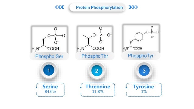 Protein Phosphorylation Analysis by Mass Spectrometry Protein Phosphorylation Analysis by Mass Spectrometry