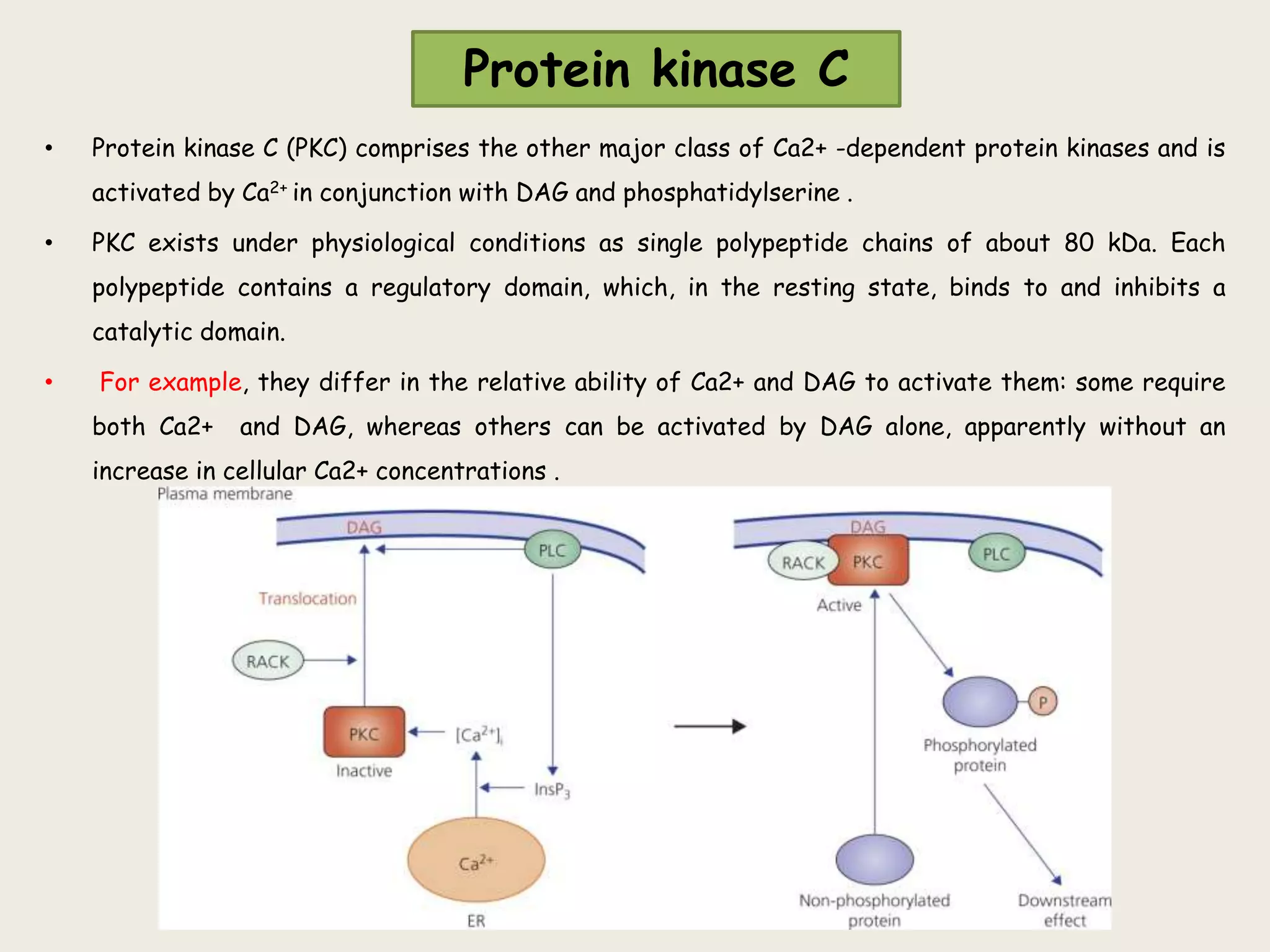 Protein phosphorylation, kinases and phosphatases | PPTX
