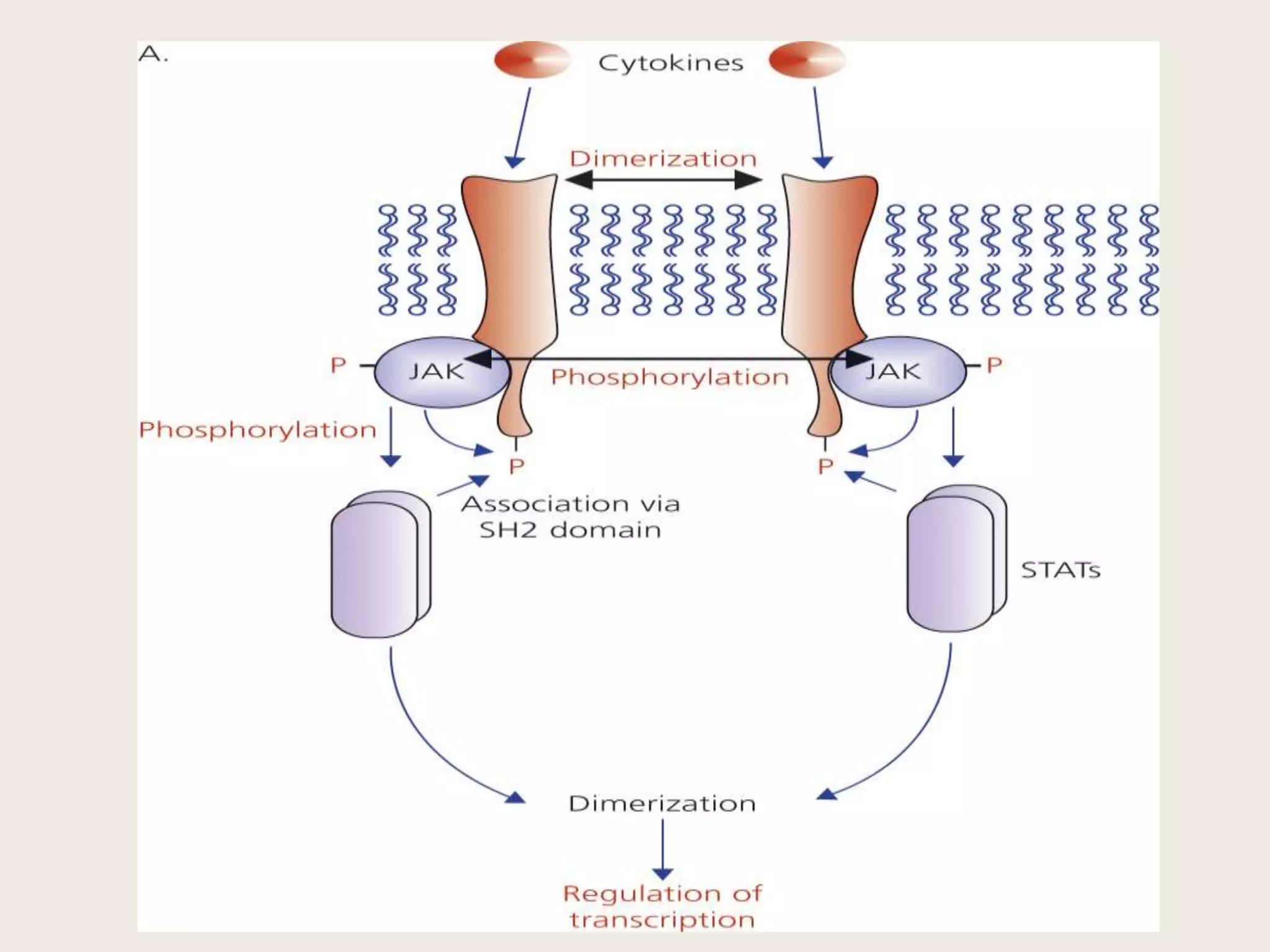 Protein phosphorylation, kinases and phosphatases | PPTX