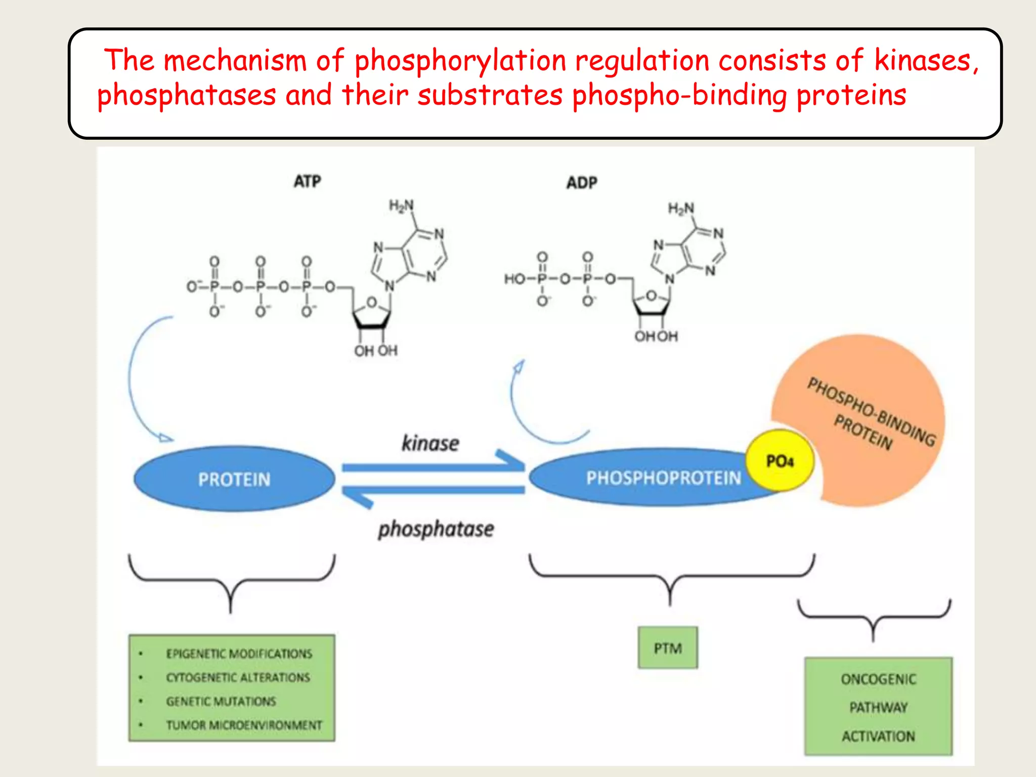 Protein phosphorylation, kinases and phosphatases | PPTX