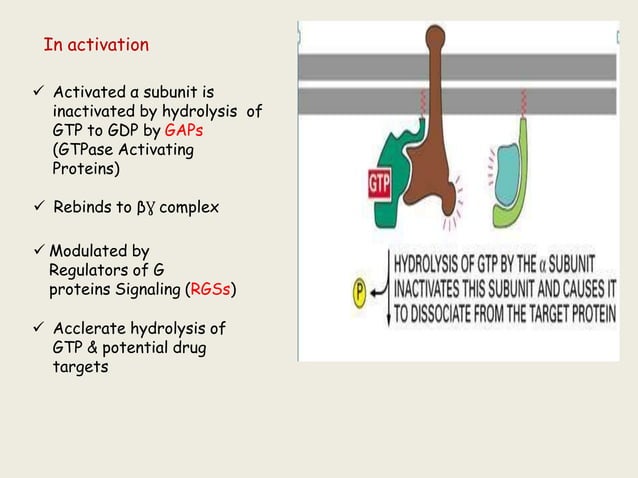 Protein phosphorylation, kinases and phosphatases | PPTX | Endocrine and Metabolic Diseases ...