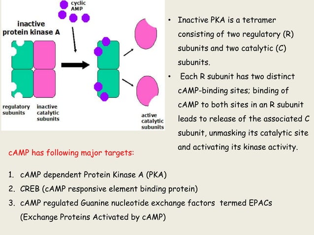 Protein phosphorylation, kinases and phosphatases | PPTX | Endocrine and Metabolic Diseases ...