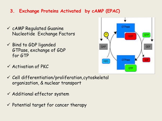 Protein phosphorylation, kinases and phosphatases | PPTX | Endocrine and Metabolic Diseases ...