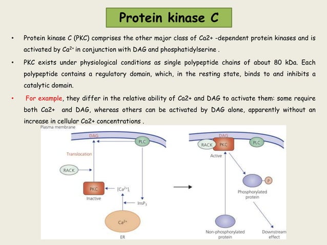Protein phosphorylation, kinases and phosphatases | PPTX | Endocrine and Metabolic Diseases ...