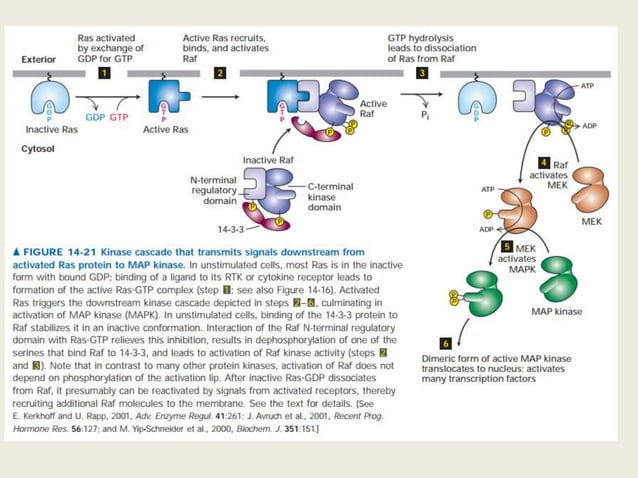 Protein phosphorylation, kinases and phosphatases | PPTX | Endocrine ...