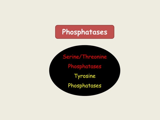 Protein phosphorylation, kinases and phosphatases | PPTX | Endocrine and Metabolic Diseases ...